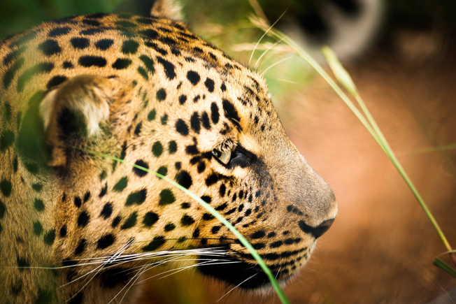 Cape Leopard Trust | TreadRight Wildlife Project | Grand European Travel