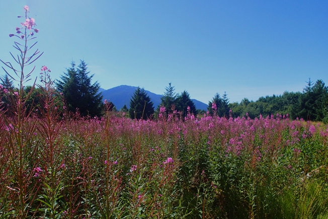 Alaska Tours & Packages - 2026 & 2027 | AARP Discounts | Grand European ...